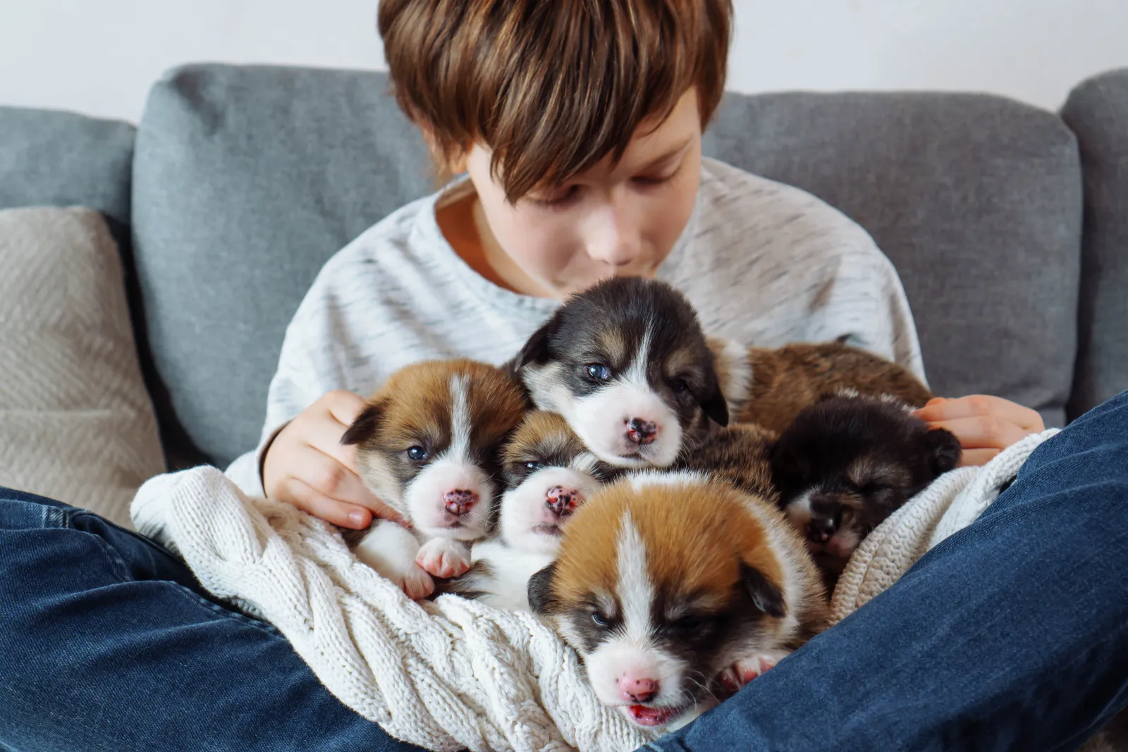 10 petits chiens qui feront fondre votre cœur