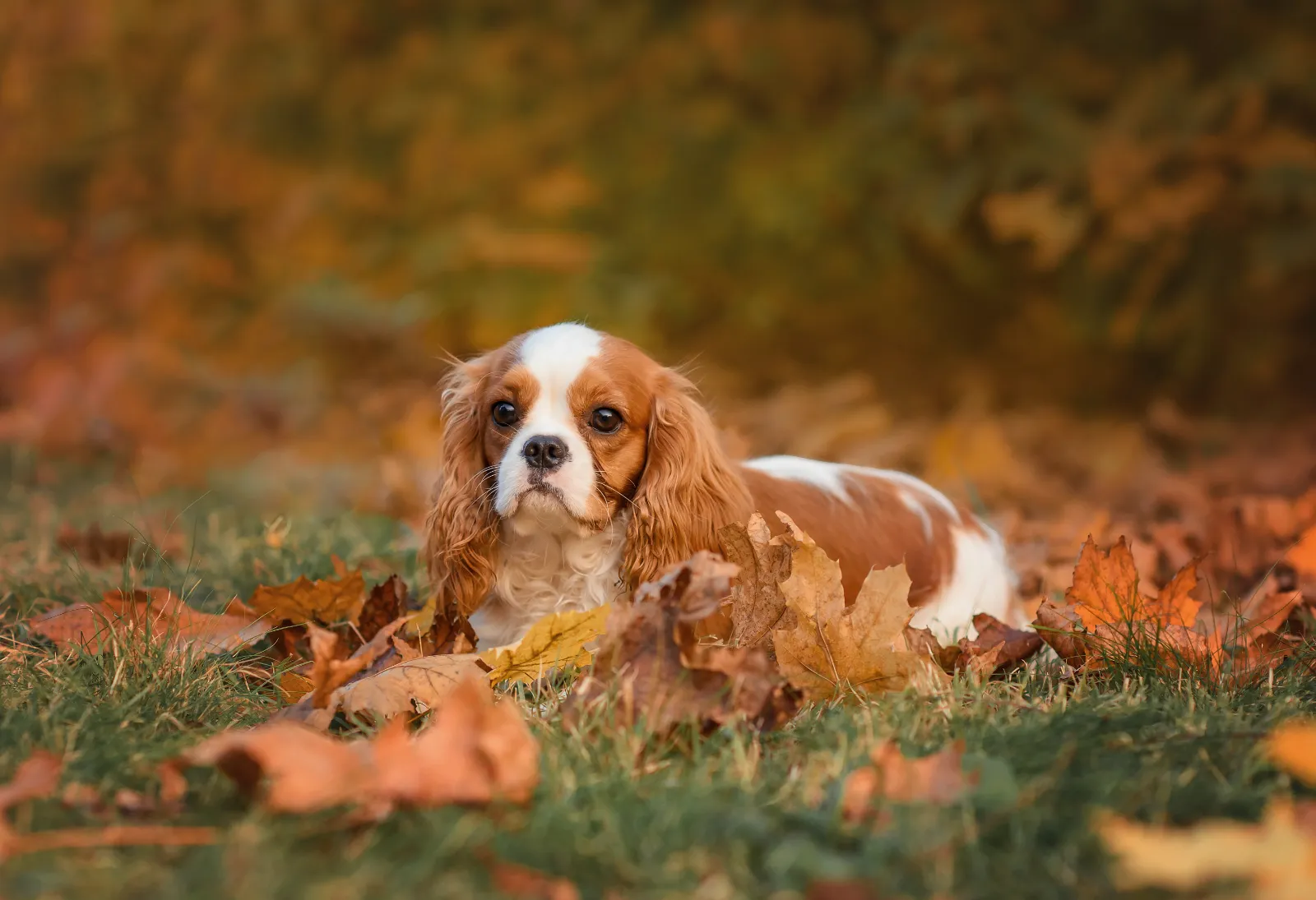 Les races de petits chiens les plus mignonnes à adopter