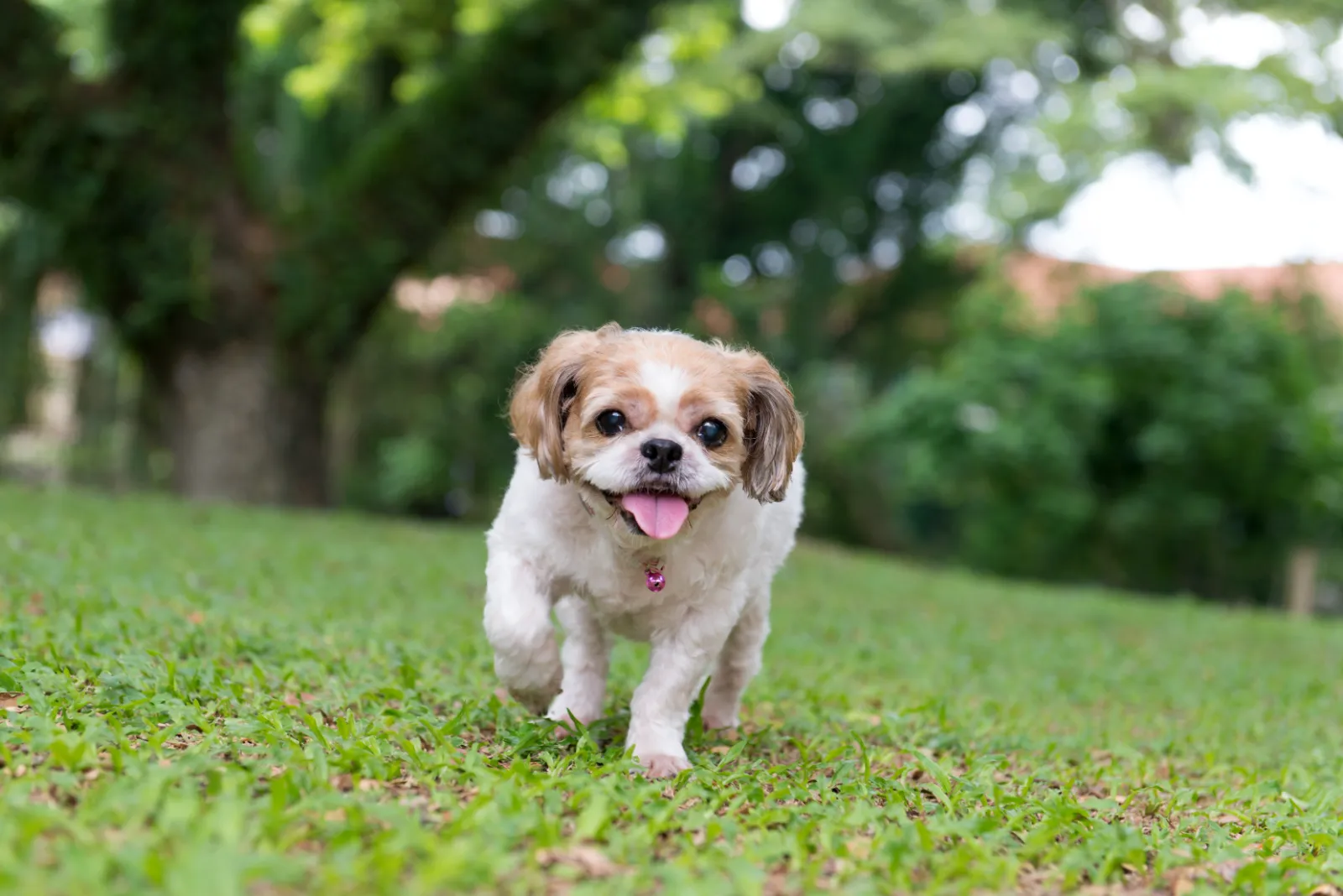 Découvre le Shih Tzu un petit chien à croquer