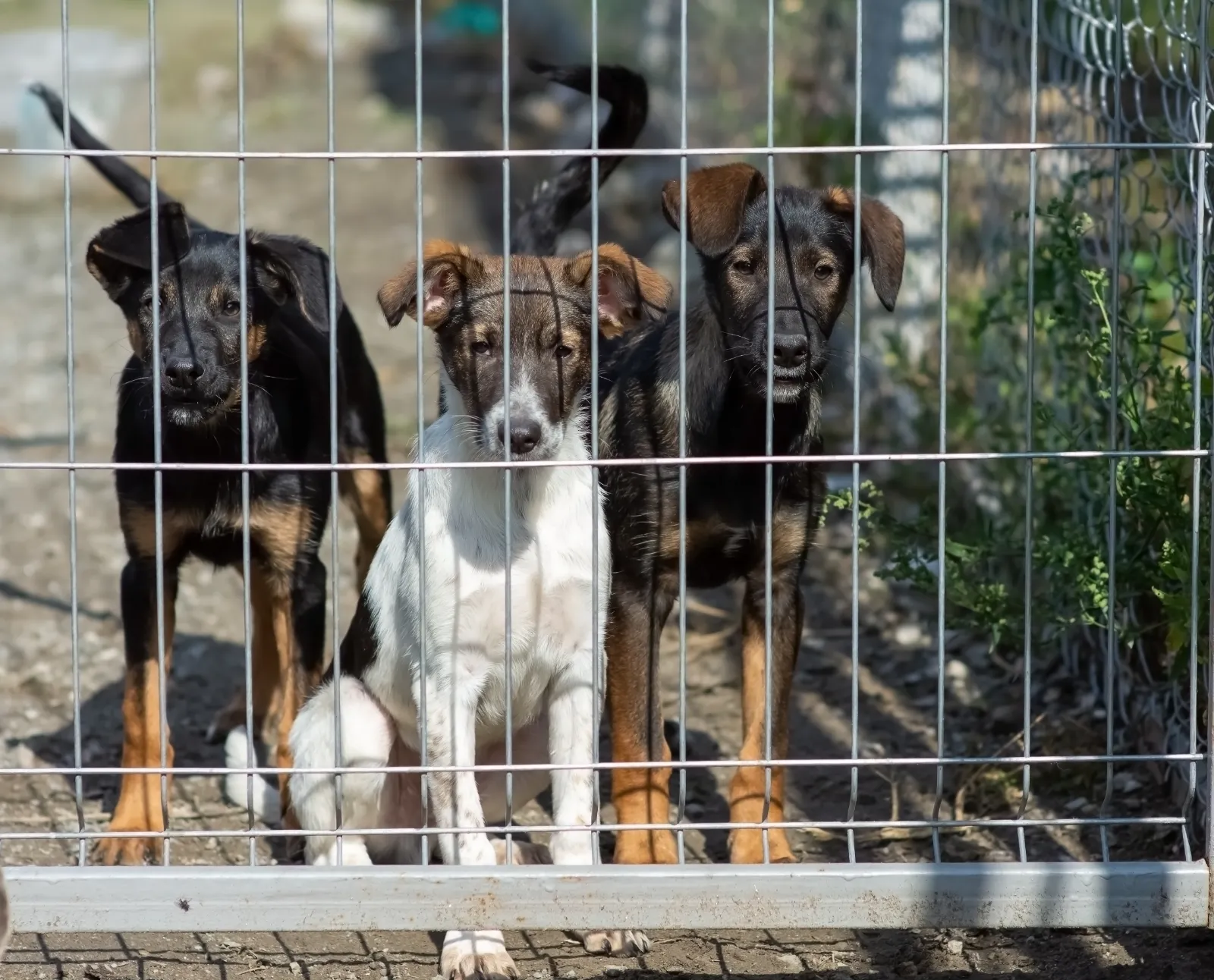 Adoption de Chiens en Refuge : Les Bienfaits et Avantages