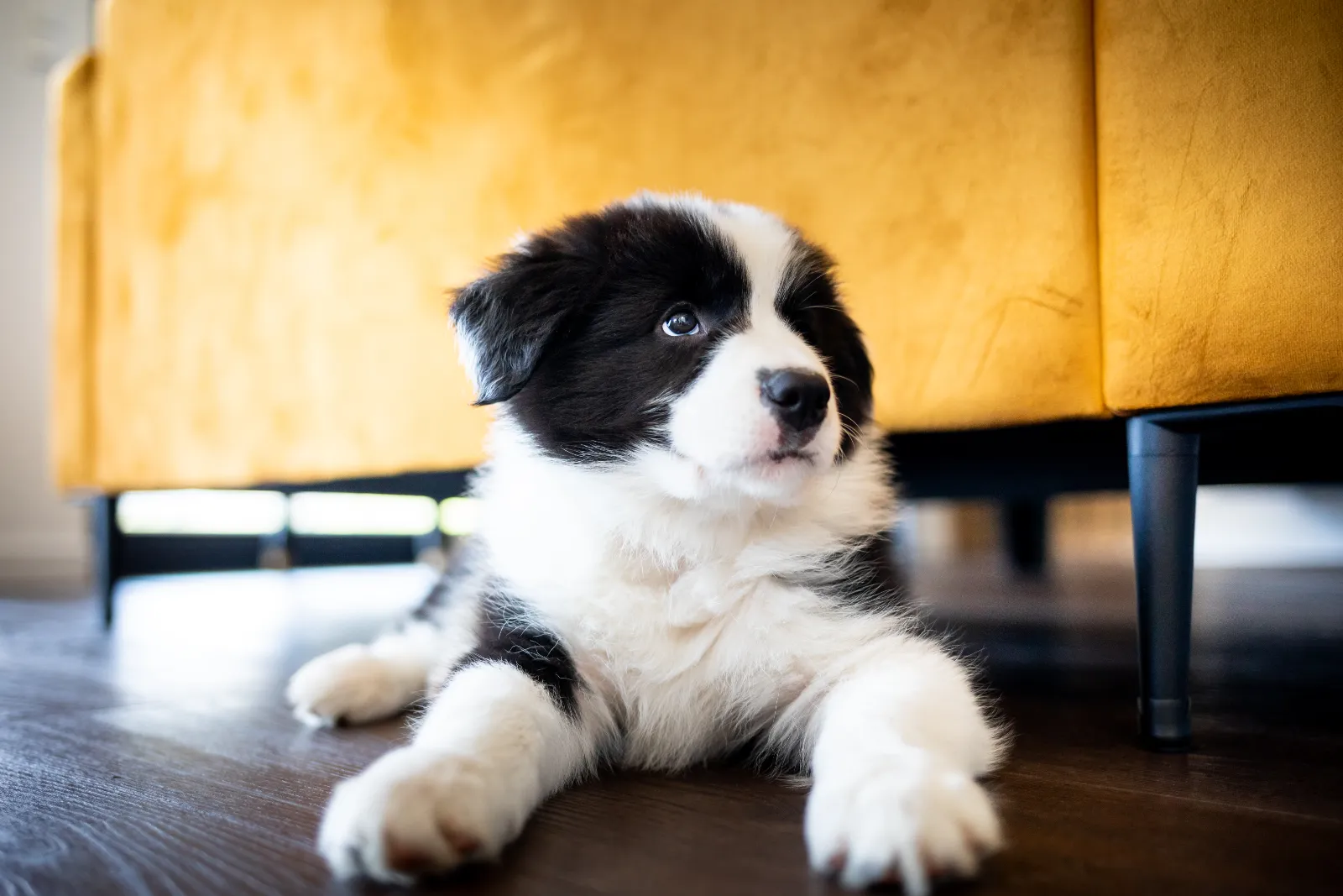 Le Border Collie : une race de chien intelligente et agile