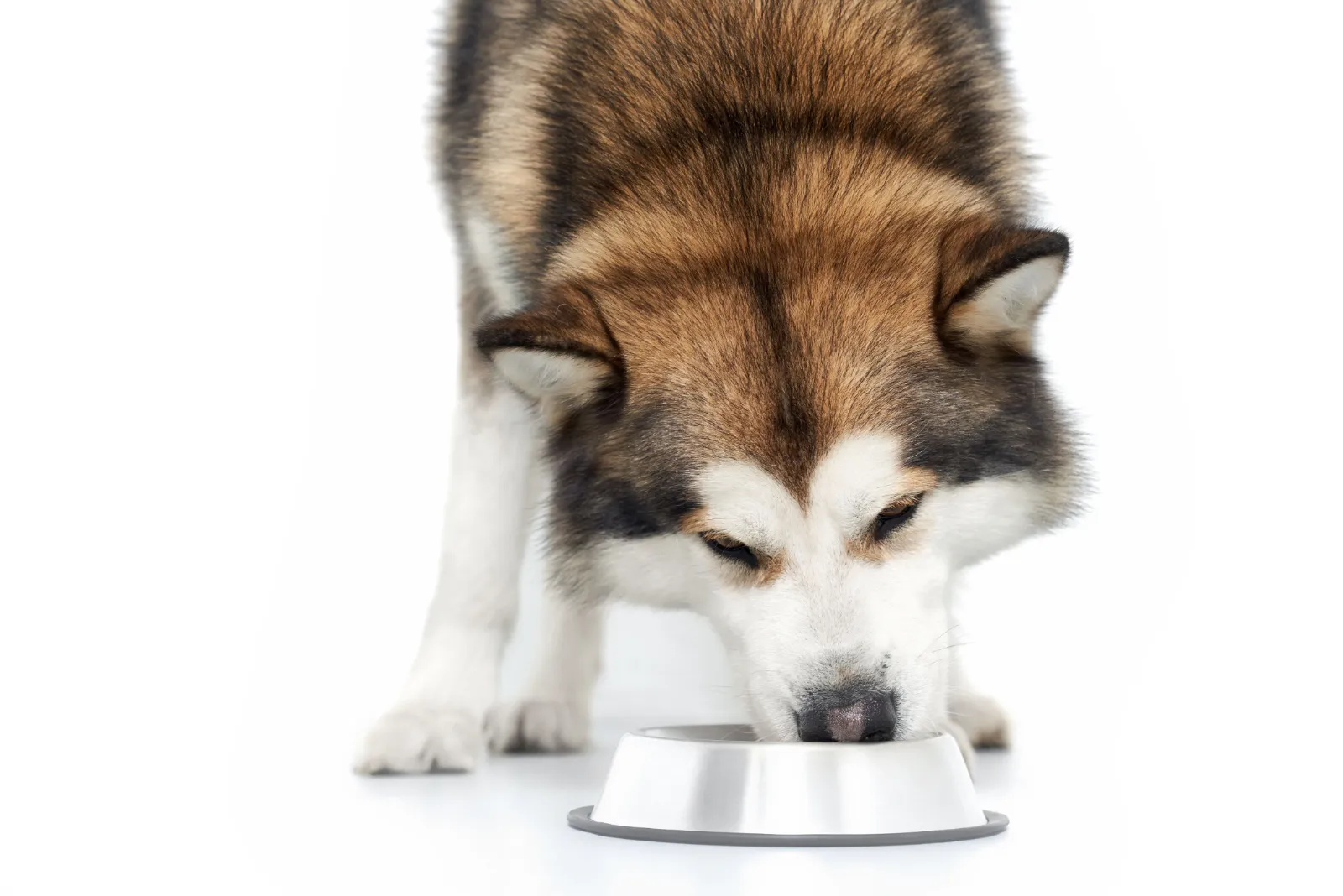 L'alimentation idéale pour un Husky de Sibérie : besoins nutritionnels ...