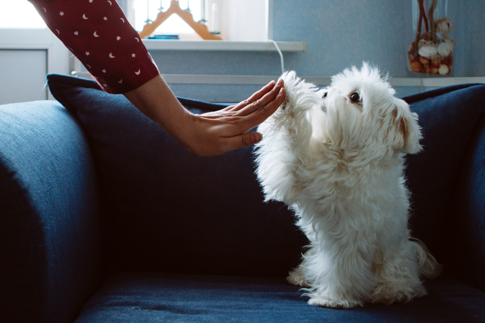 Conseils pour l'éducation et le dressage du Bichon Maltais