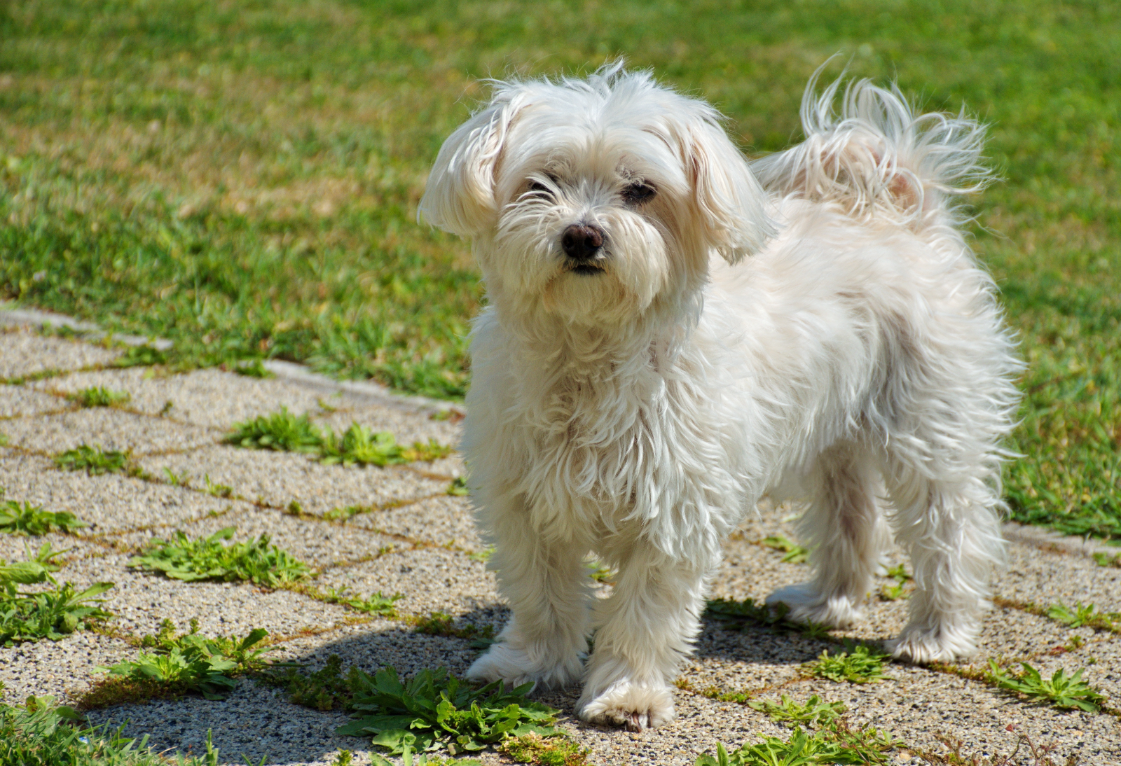 Le Bichon Maltais : une race de chien élégante et enjouée