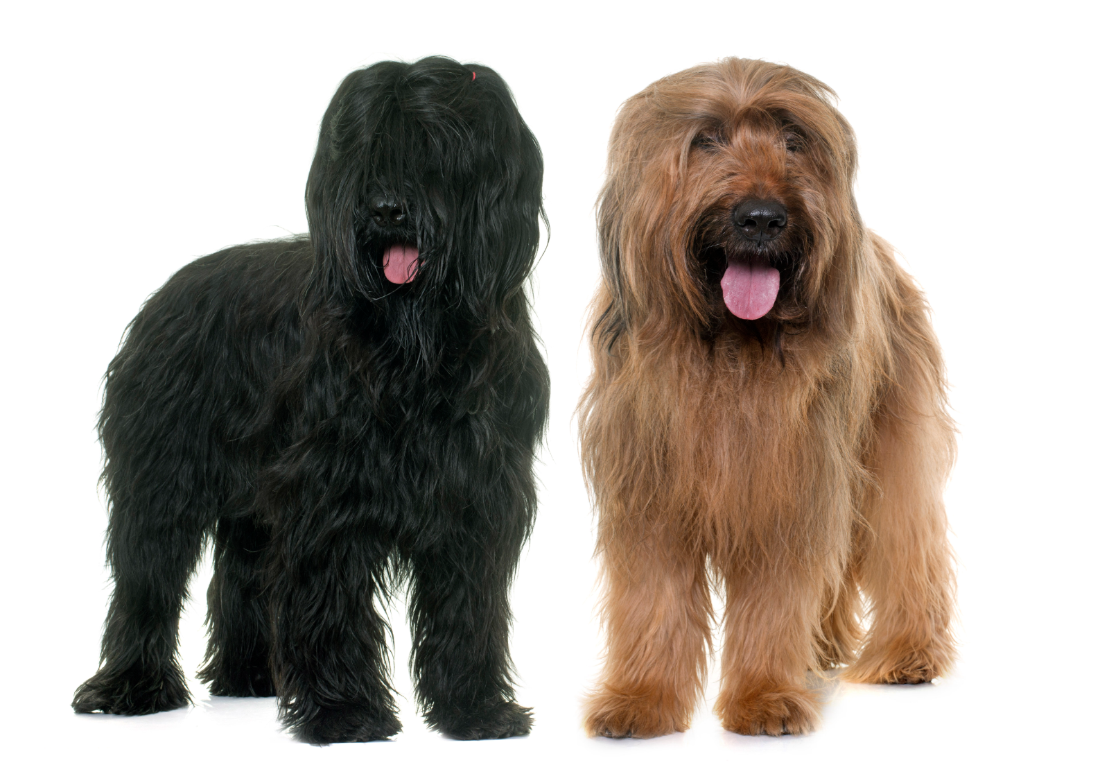 Le Briard : Une Race de Berger Français aux Origines Historiques
