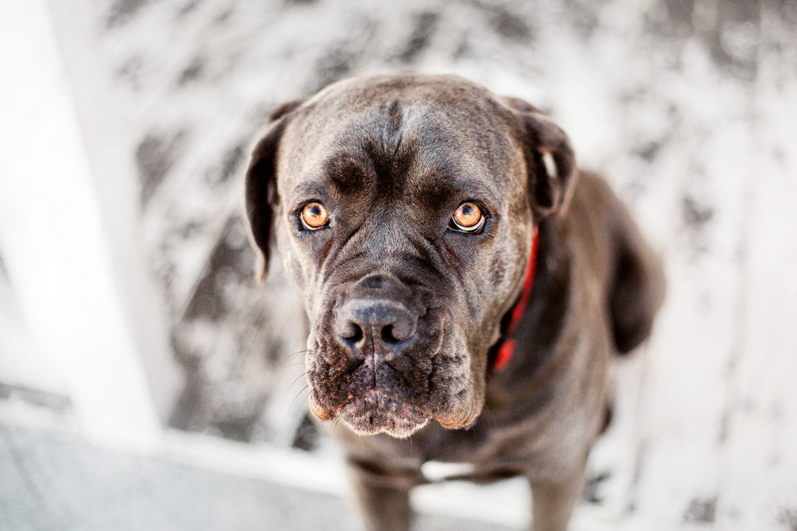 Comment Prévenir les Problèmes de Santé chez le Cane Corso