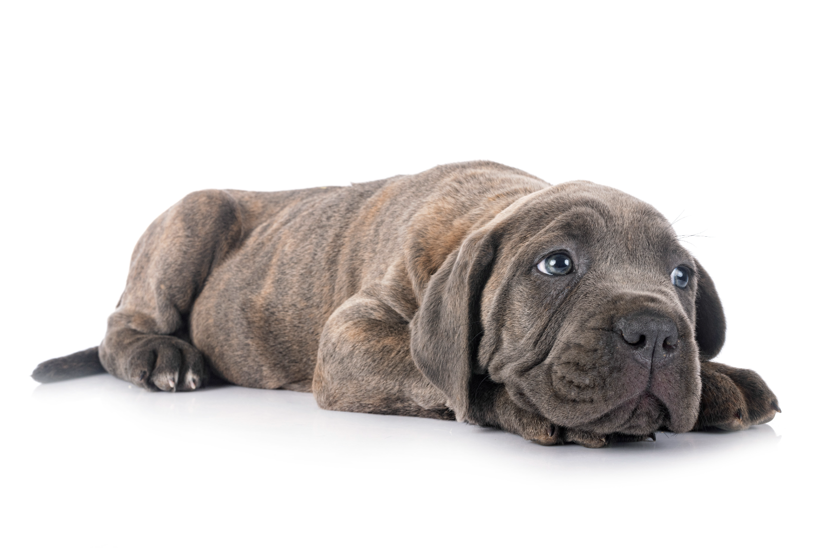 Cane Corso : Une Race Impressionnante aux Origines Historiques