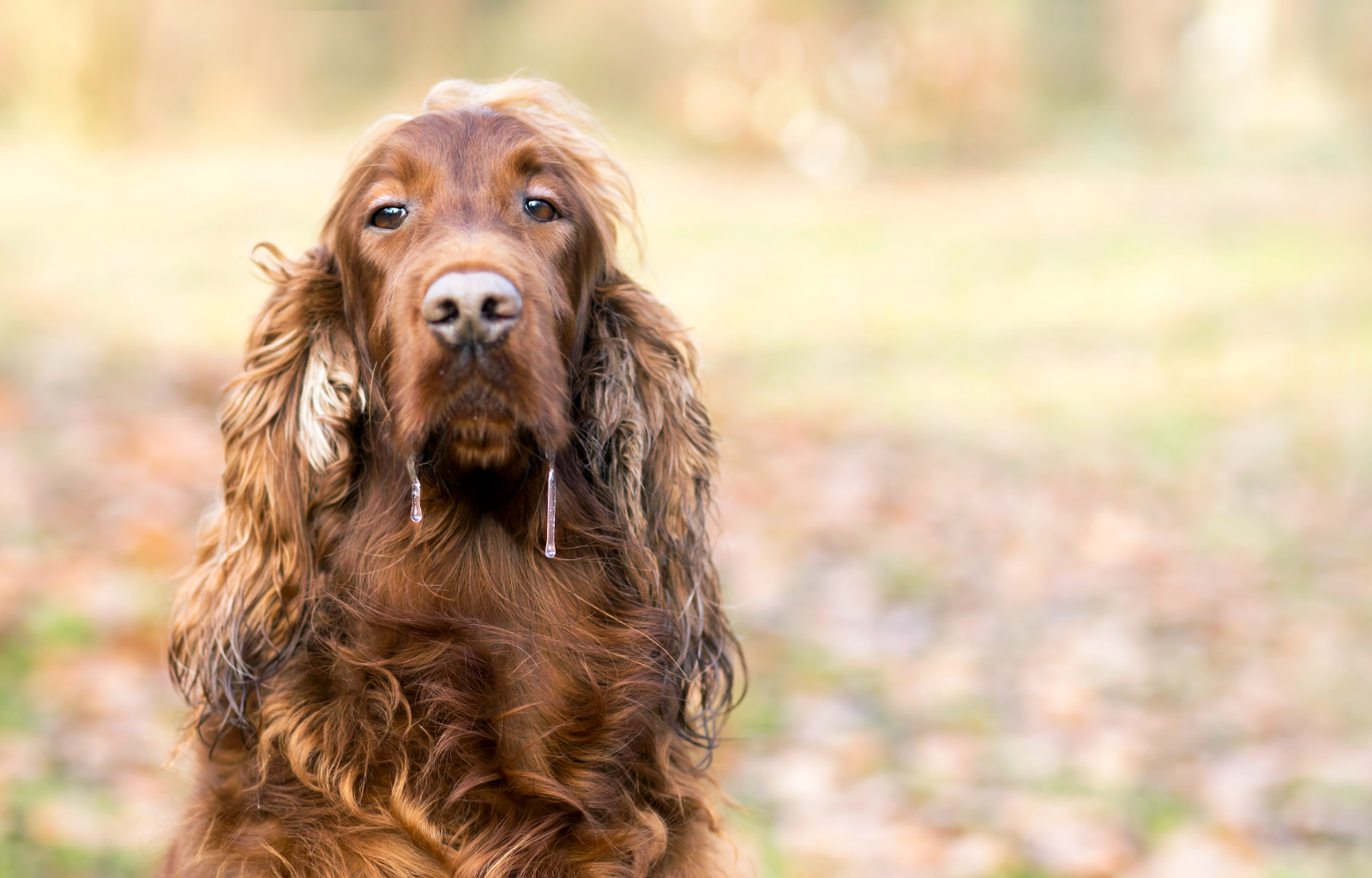 Chien qui Bave : Causes, Préoccupations et Conseils pour Gérer l'Excès ...