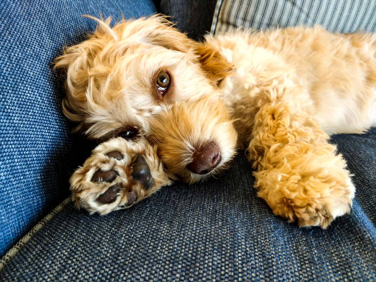 Le Cockapoo : Portrait d'une Race Adorable et Populaire