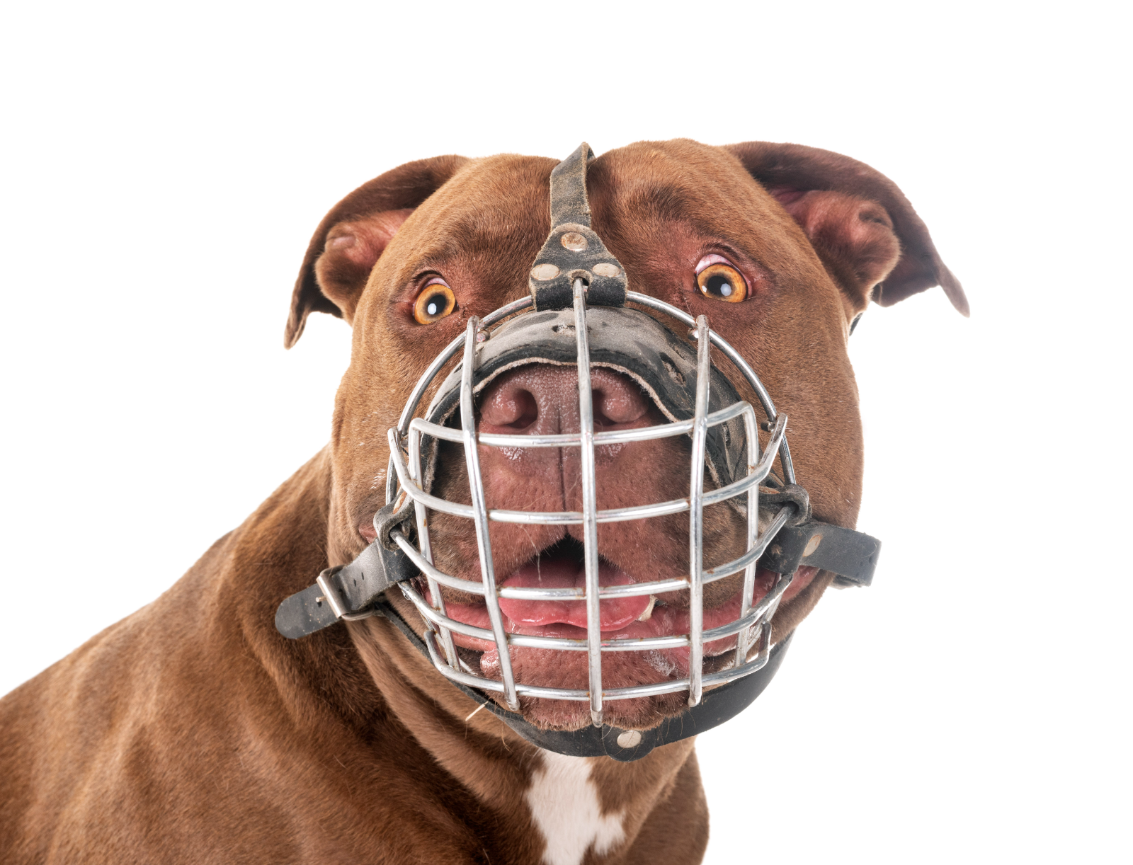 Quel chien doit porter une muselière : guide complet