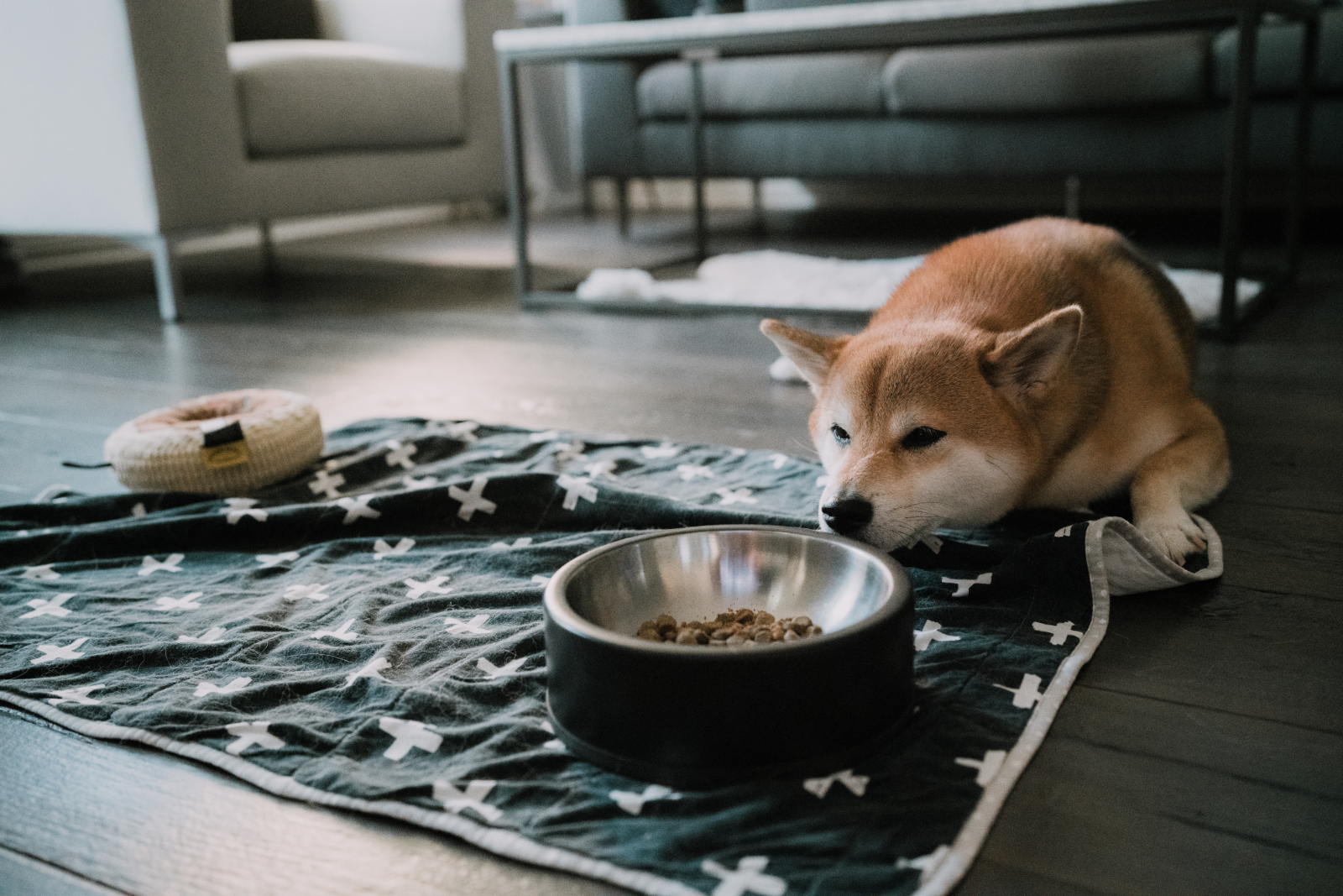 Alimentation équilibrée pour Shiba Inu : les meilleurs régimes pour sa ...