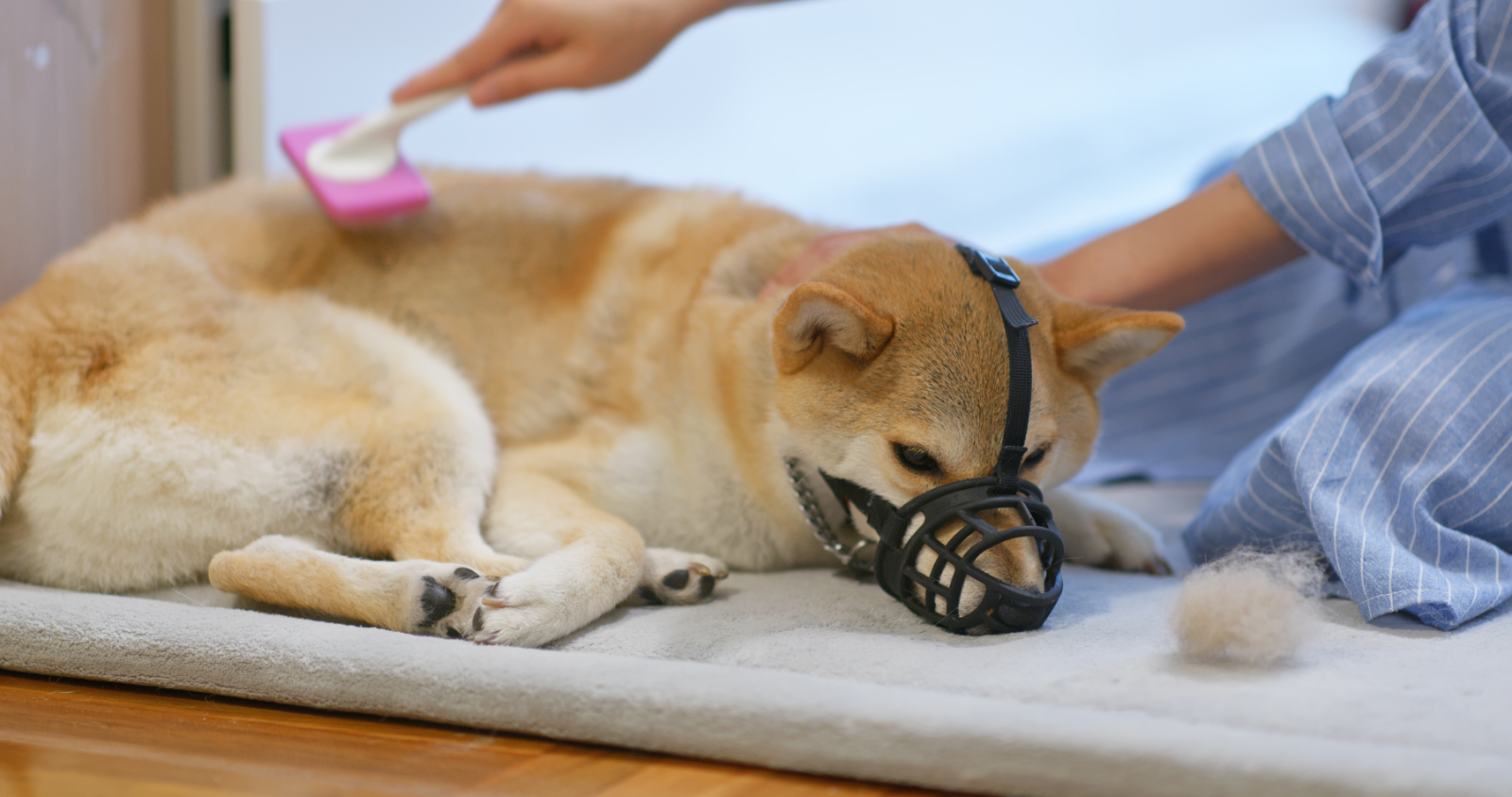 Les soins du pelage du Shiba Inu : astuces pour maintenir sa beauté ...