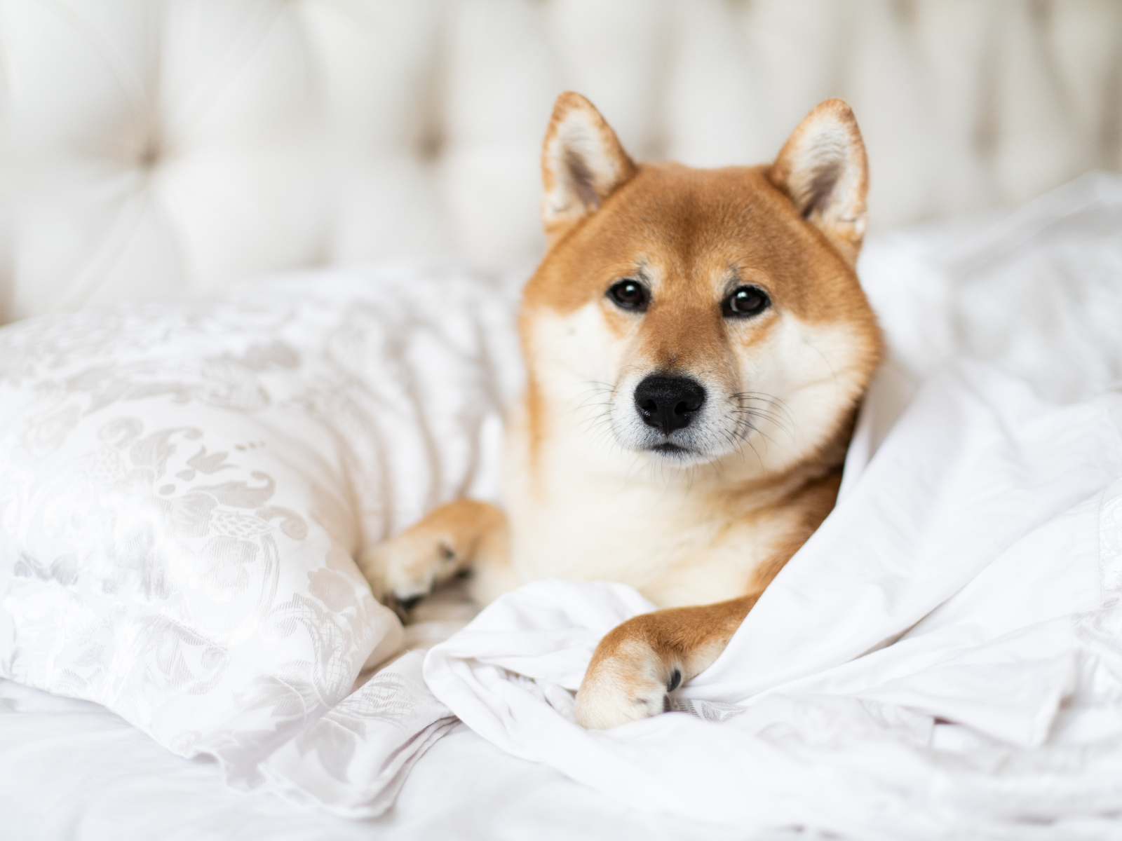 Le Shiba Inu : une race de chien japonaise au charme unique