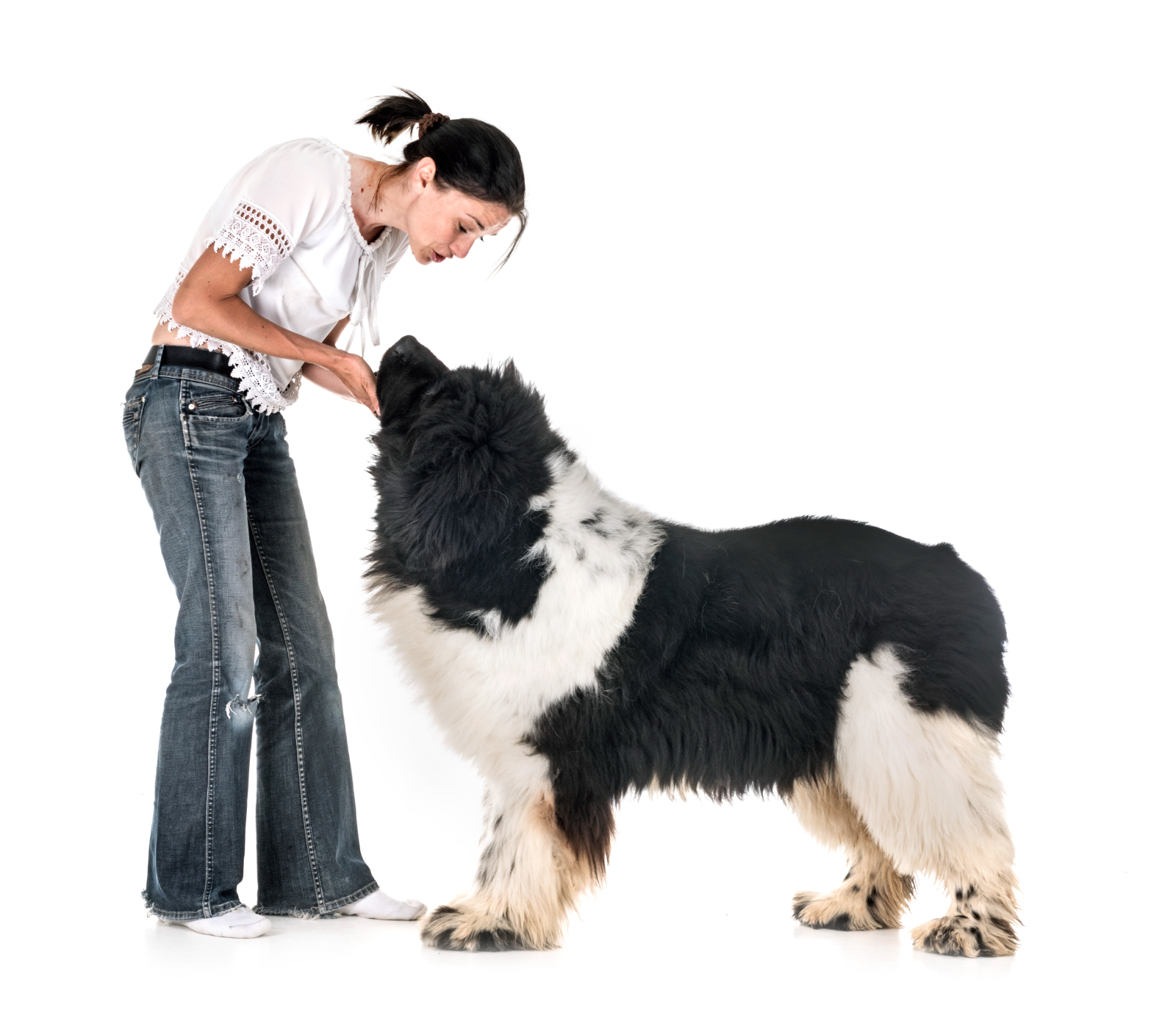 Conseils pour l'éducation et le dressage du Terre-Neuve : gérer sa ...